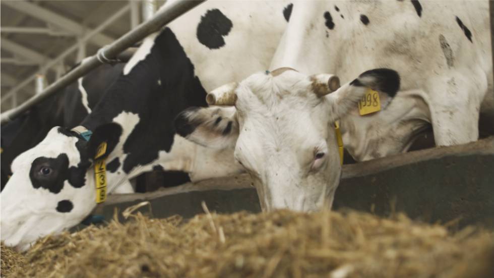 Global Feed, fosfatos sostenibles y de calidad para la nutrición animal ...